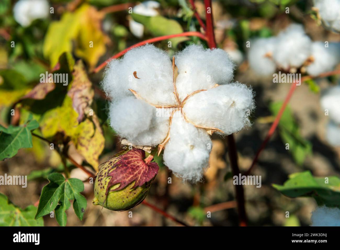 Capsule leaves hi-res stock photography and images - Alamy
