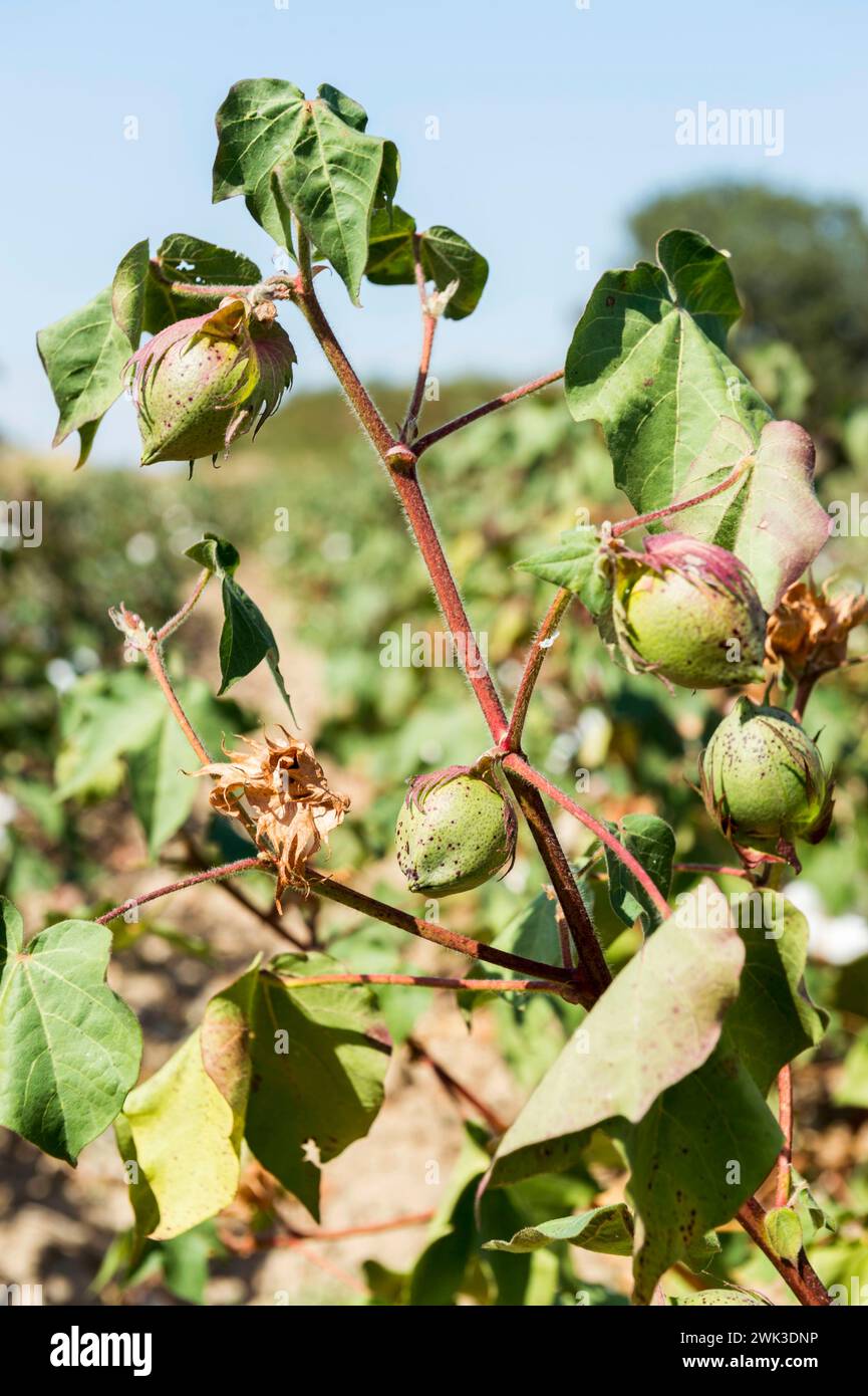 Still closed capsules of a cotton plant on a field in Northern Greece ...