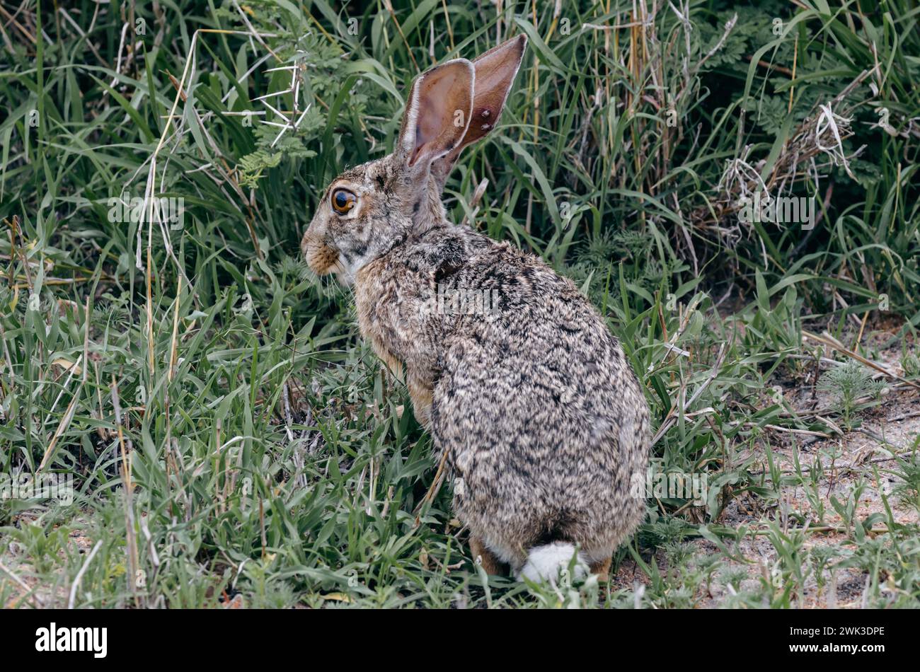 Sick wild hare infected with ticks attached to its ears. Animal ...