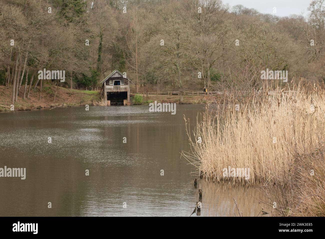 Views lake trees reeds hi-res stock photography and images - Alamy