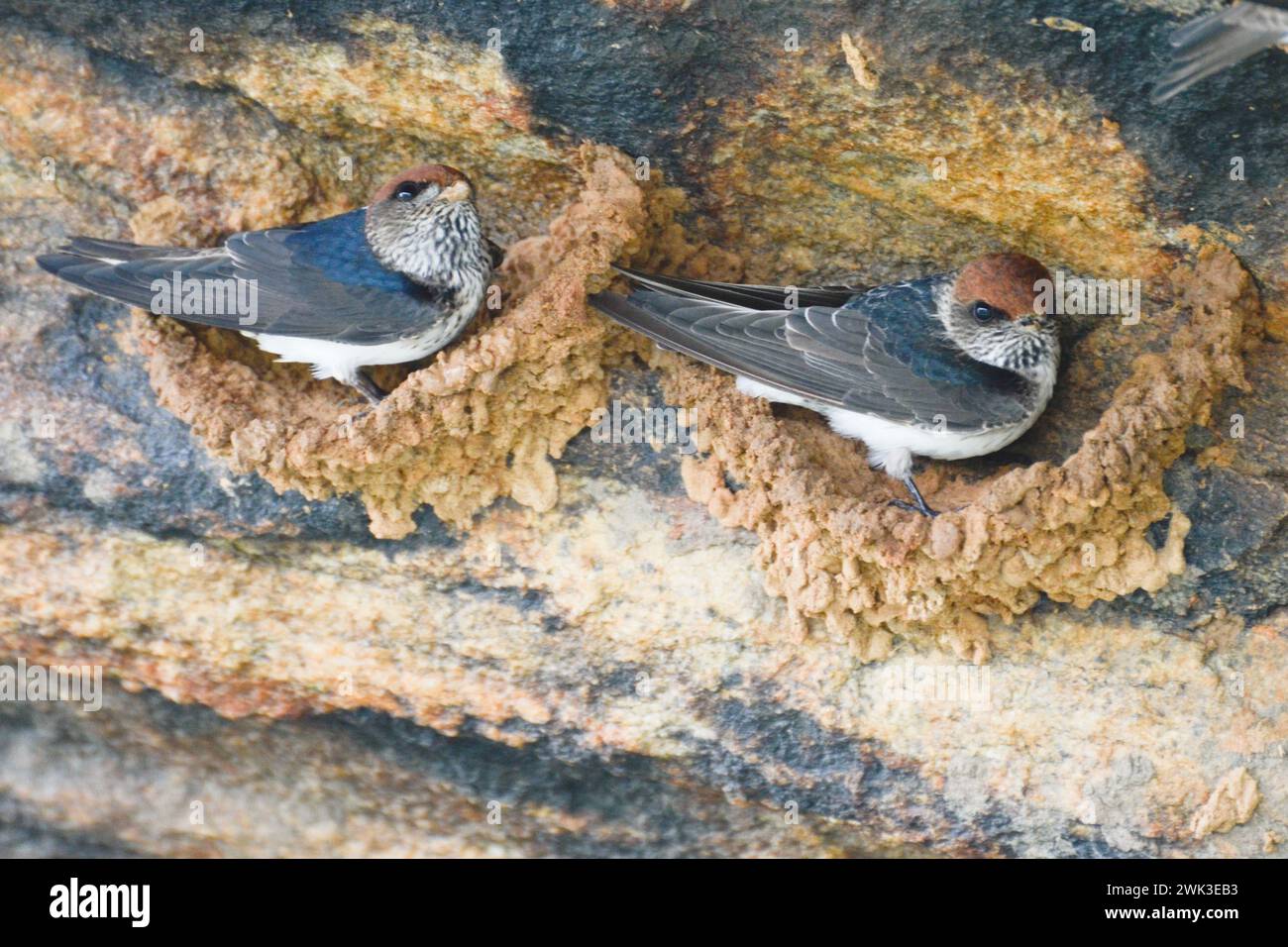 Swallow birds in their nests Stock Photo - Alamy