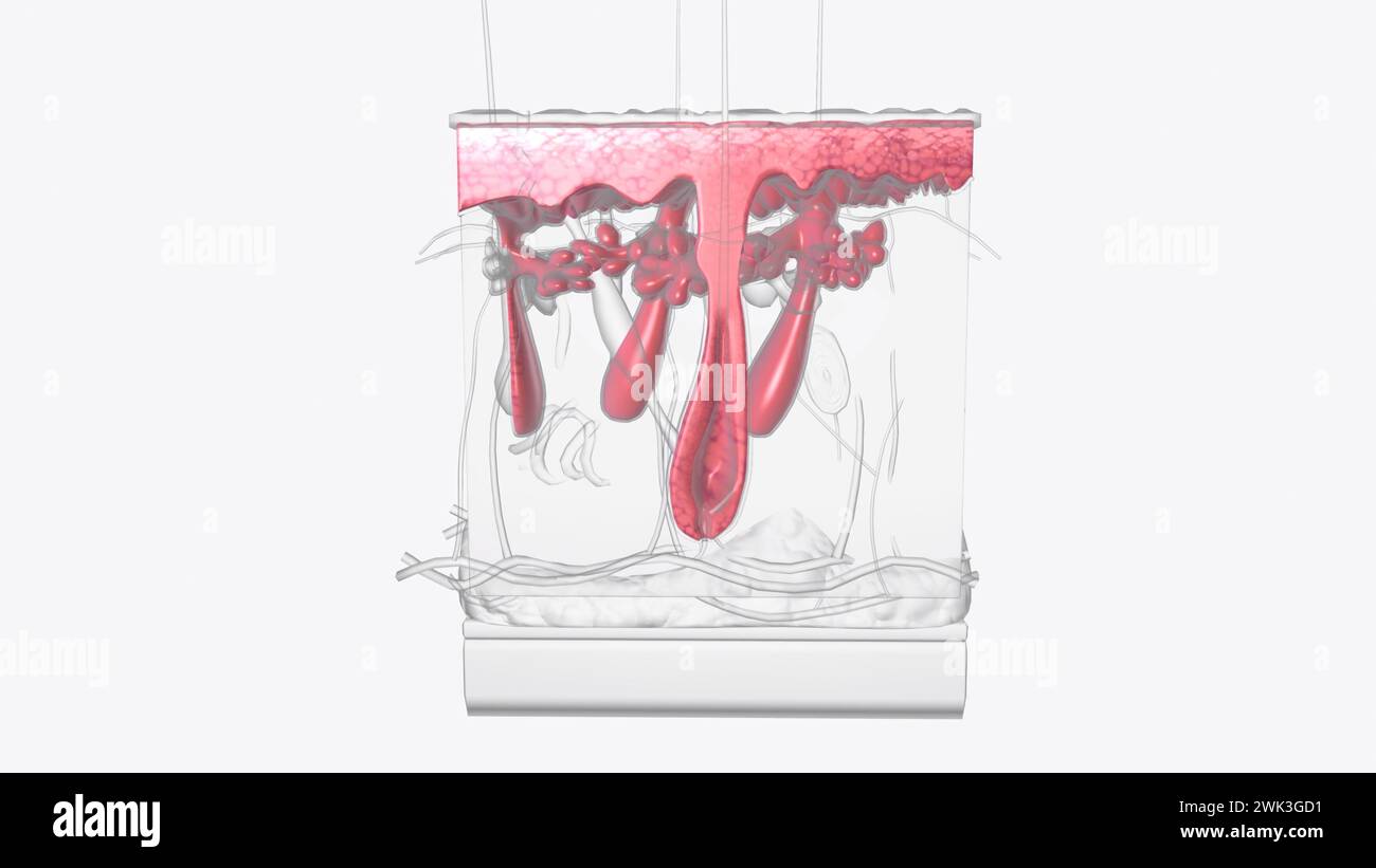 Superficial connective tissue Cut Out Stock Images & Pictures - Alamy