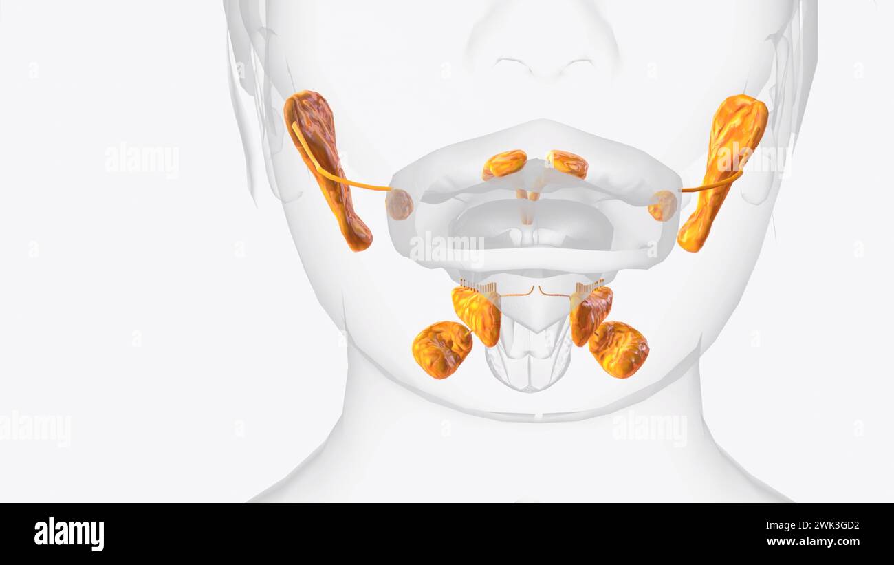 The salivary glands in many vertebrates including mammals are exocrine ...