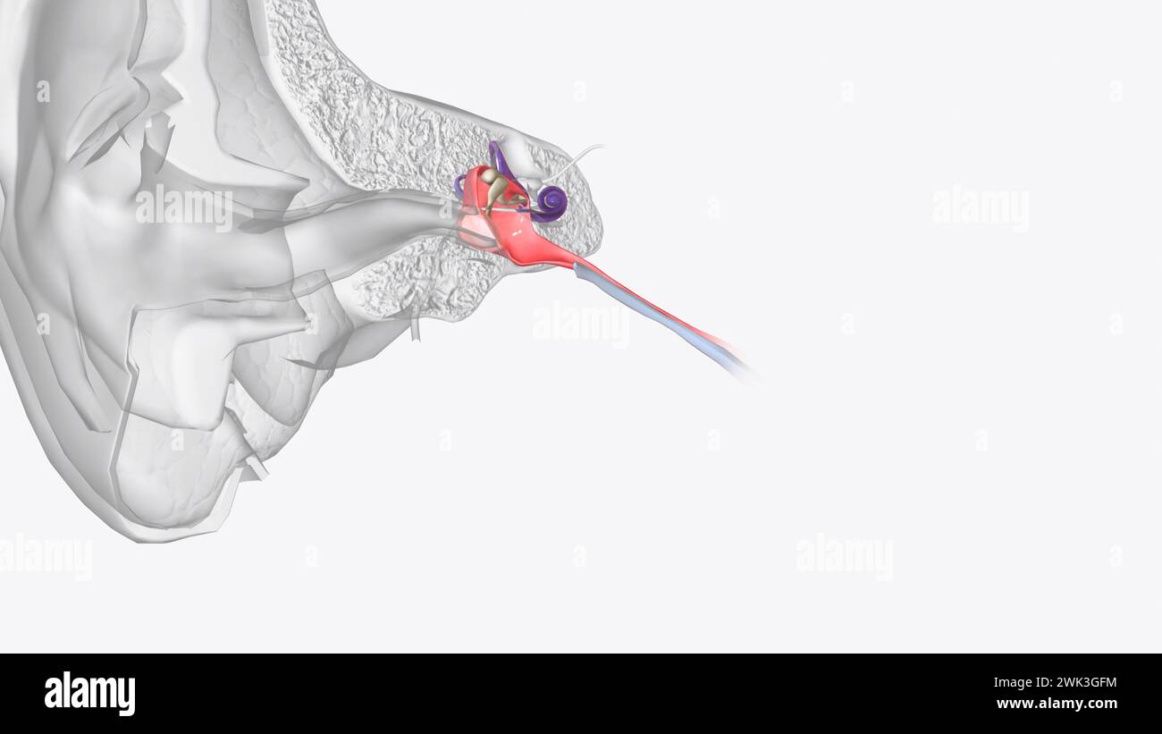 The inner ear (internal ear, auris interna) is the innermost part of ...