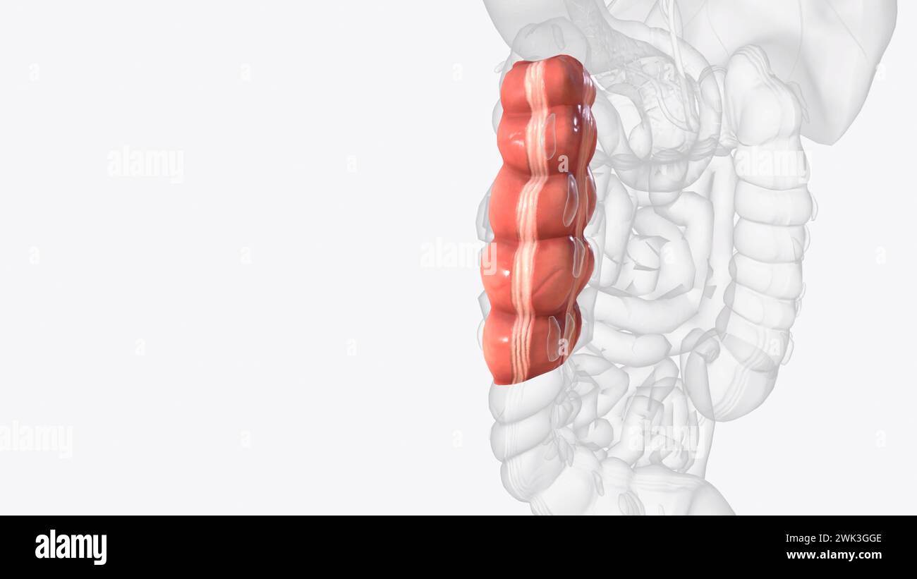 Large intestine endoscopy hi-res stock photography and images - Alamy