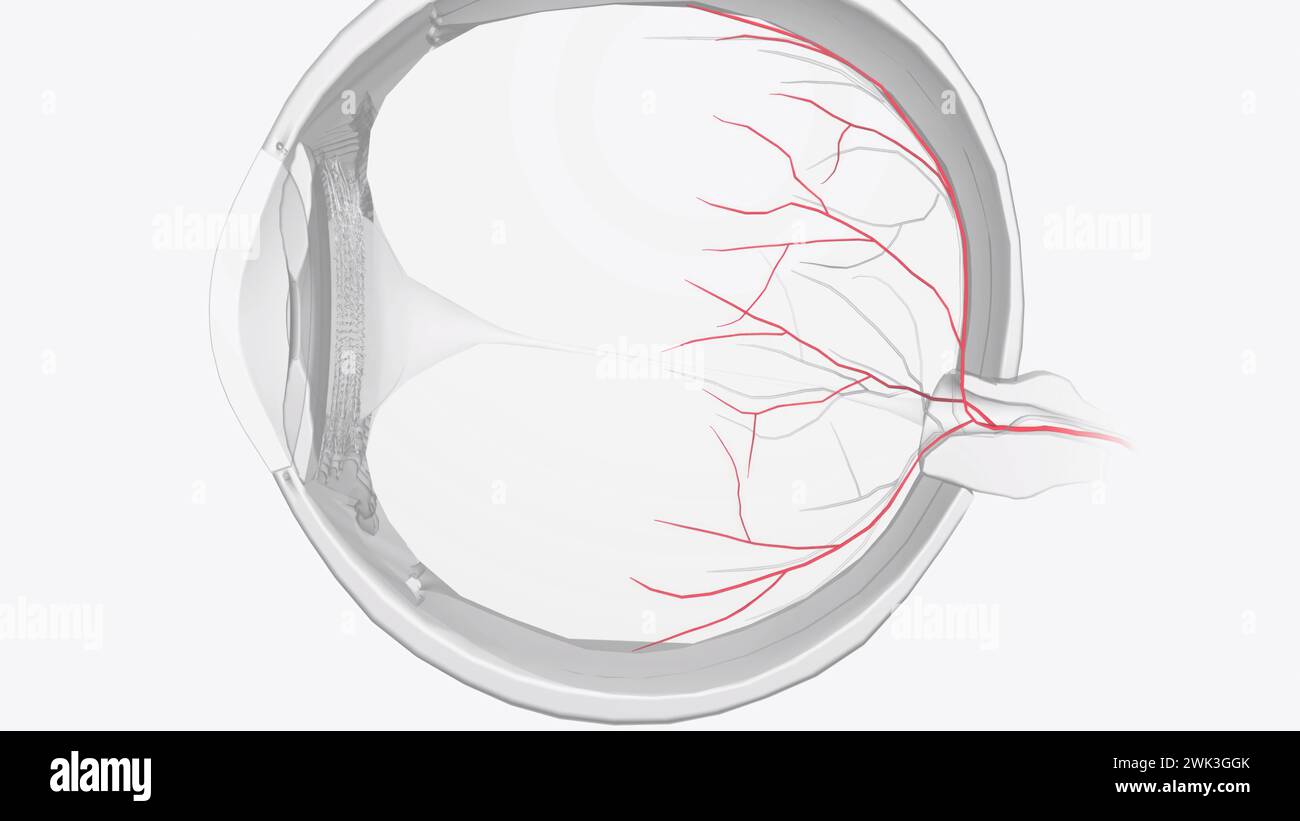 The arterial input to the eye is provided by several branches from the ...