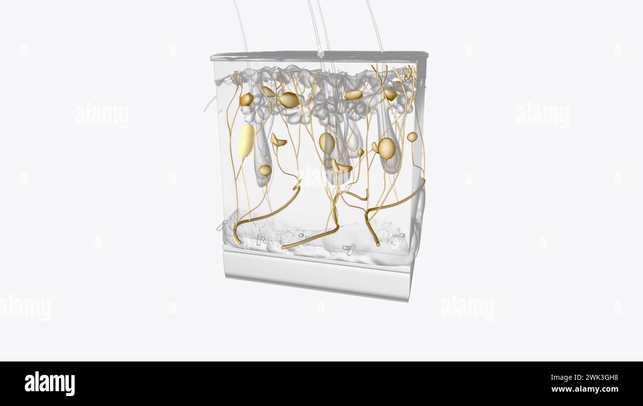 Cutaneous layers hi-res stock photography and images - Alamy