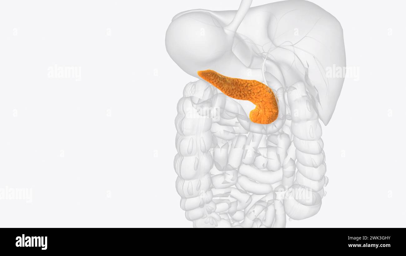 The pancreas is an organ located in the abdomen 3d illustration Stock ...