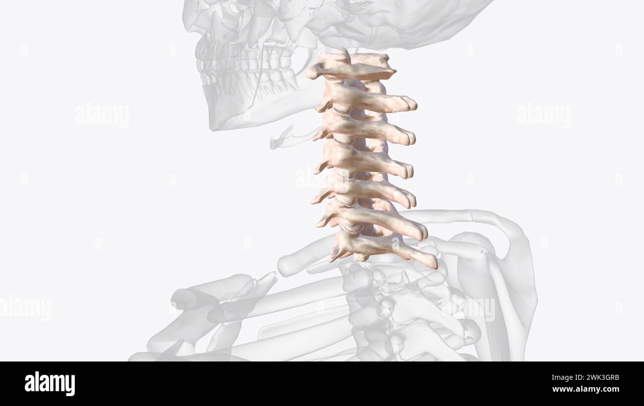 Cervical vertebrae c7 hi-res stock photography and images - Alamy
