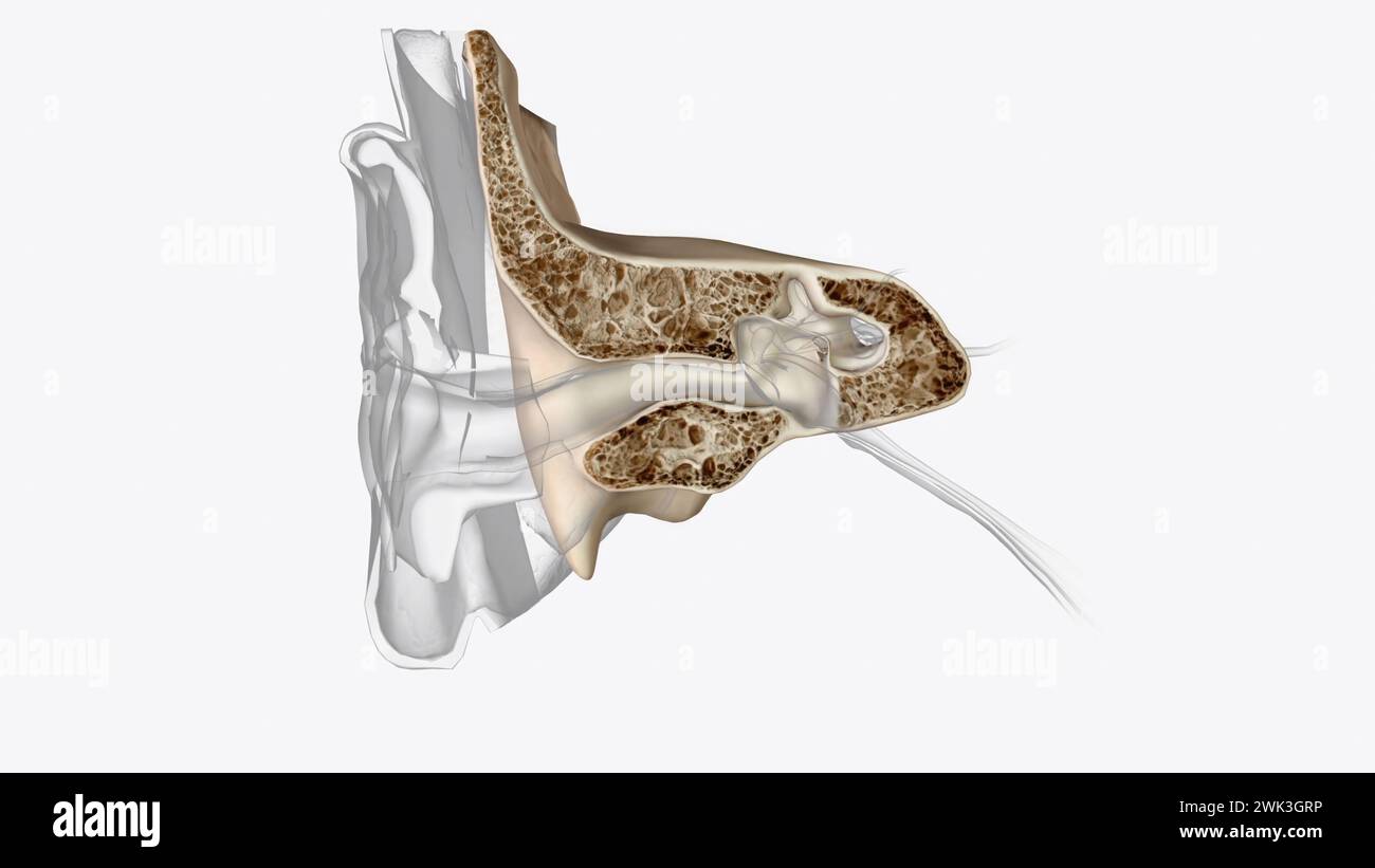 Doctor girl ear Cut Out Stock Images & Pictures - Alamy