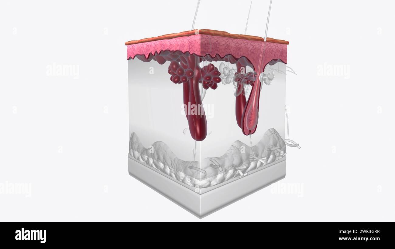 The epidermis is the outermost of the three layers that comprise the ...