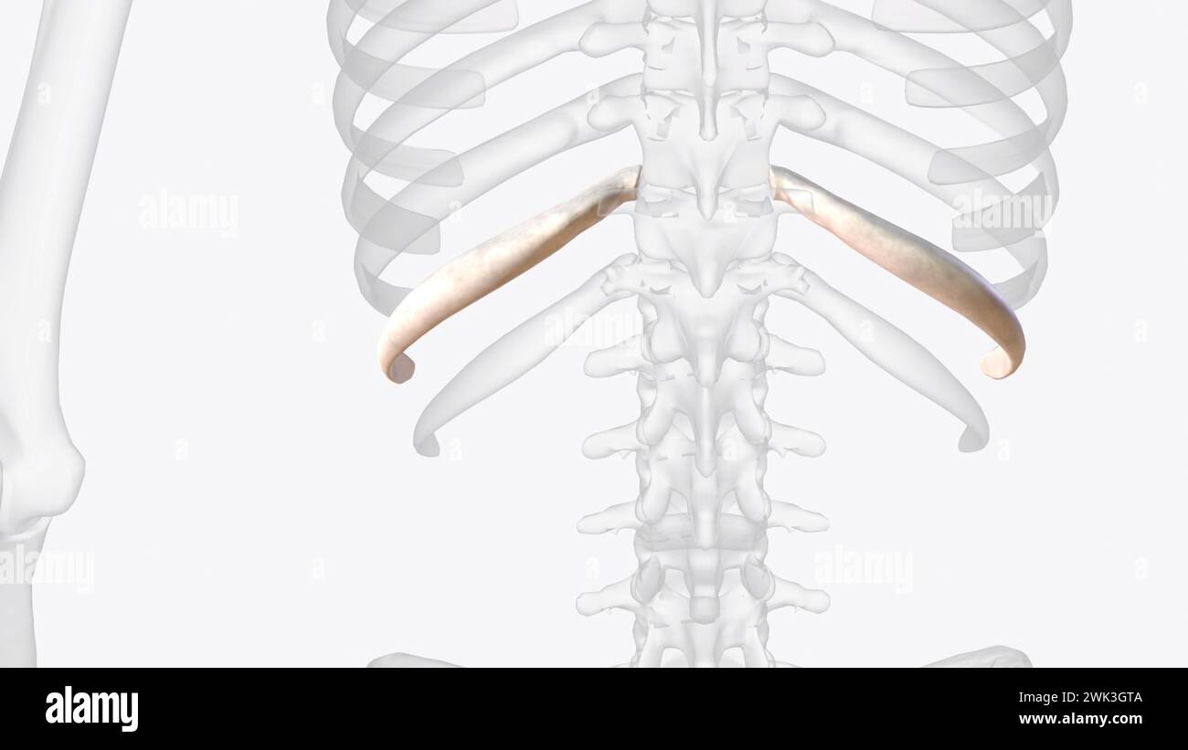 Facet joint hi-res stock photography and images - Alamy