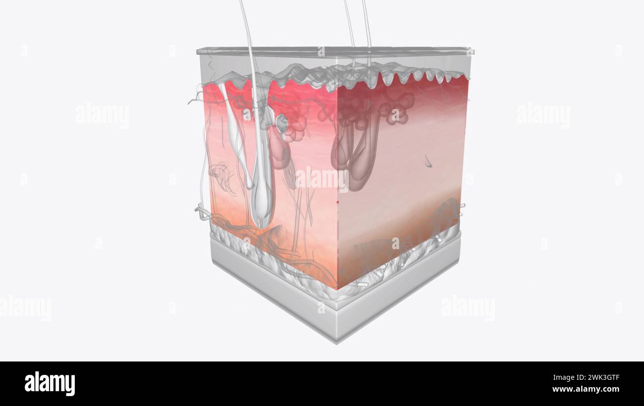 Keratinous layer Cut Out Stock Images & Pictures - Alamy