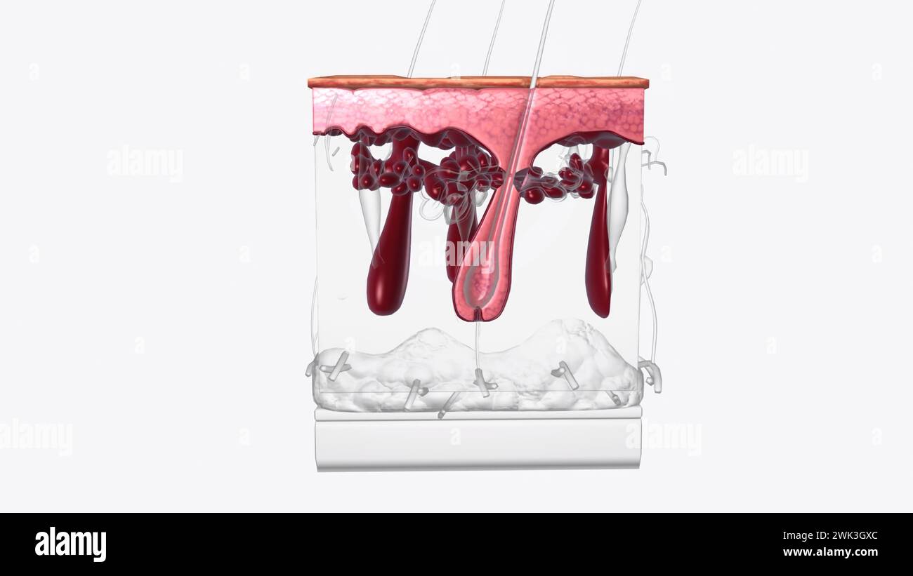 The epidermis is the outermost of the three layers that comprise the ...