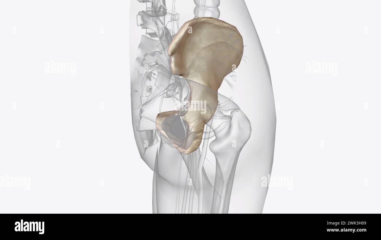 The hip bone is comprised of the three parts the ilium, pubis and ...