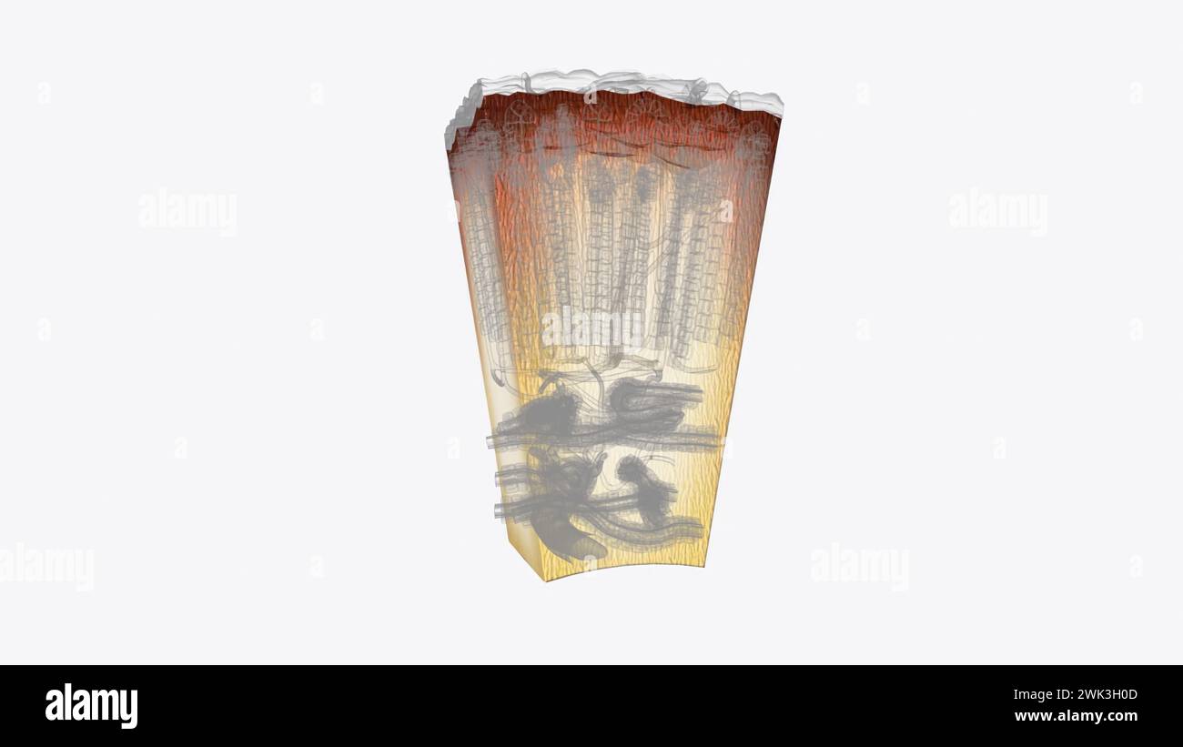 Tissue is a group of cells that have similar structure and that ...