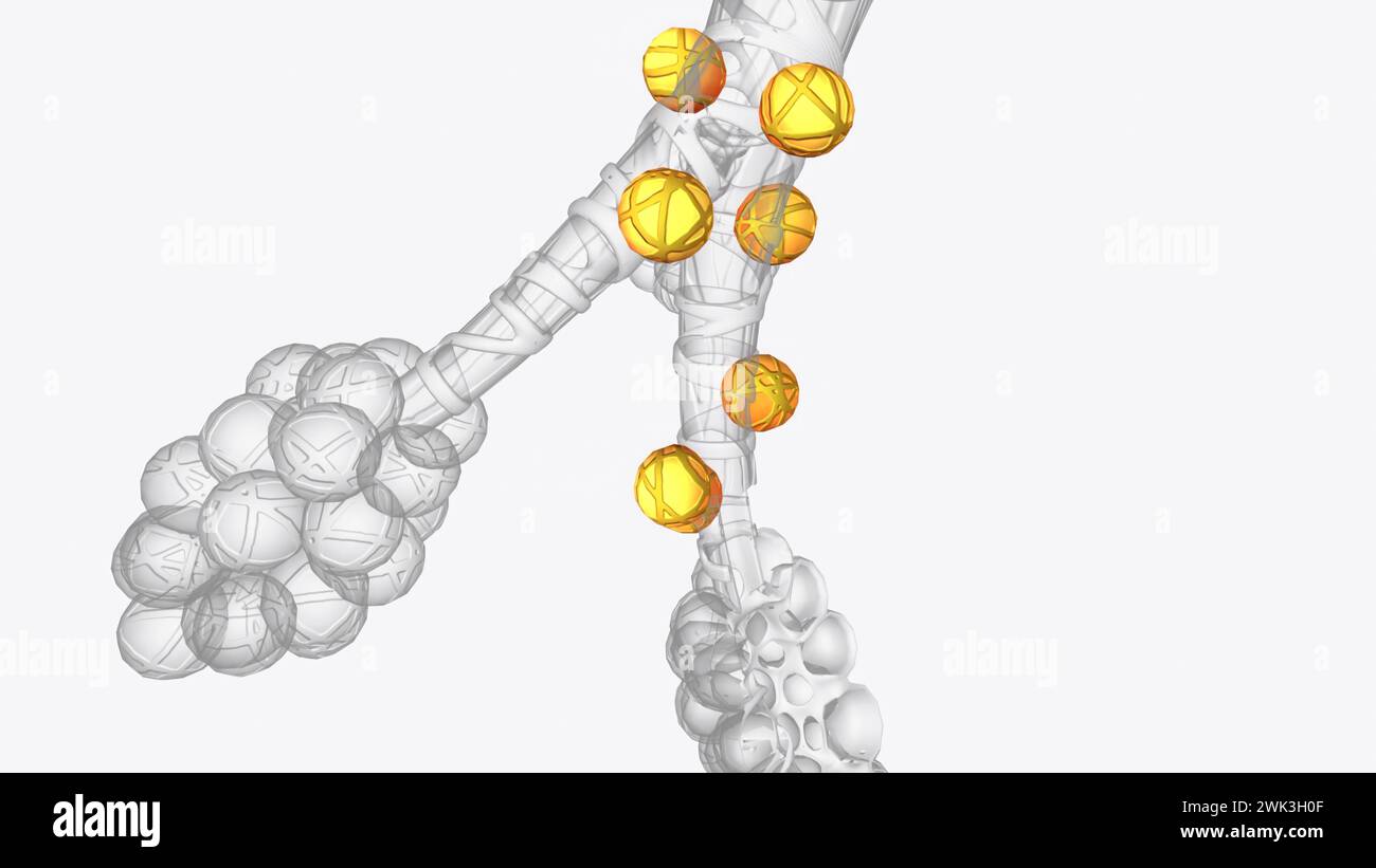 Alveoli are tiny, balloon-shaped air sacs located at the end of the ...