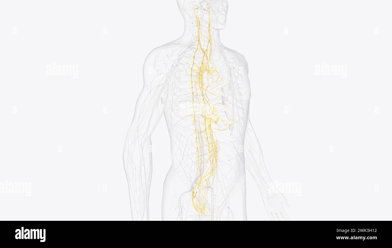 Physiologic pain hi-res stock photography and images - Alamy