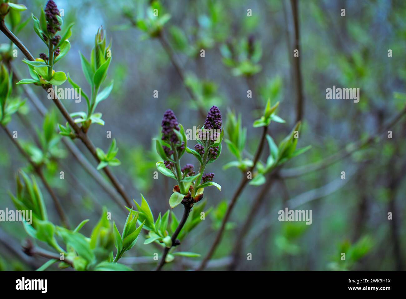 Close up beautiful buds, branches and green leaves of blooming lilac ...