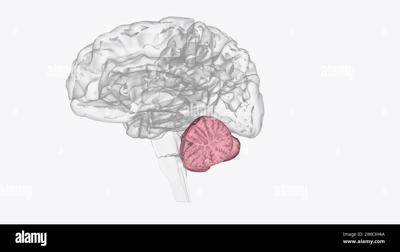 The cerebellum is a major feature of the hindbrain of all vertebrates ...