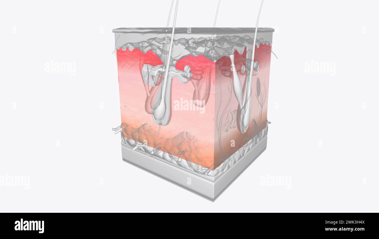 The dermis is a connective tissue layer sandwiched between the ...