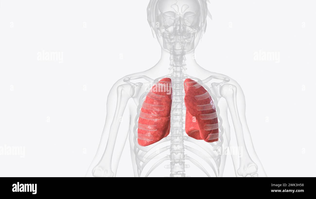 lungs are part of the respiratory system, a group of organs and tissues ...