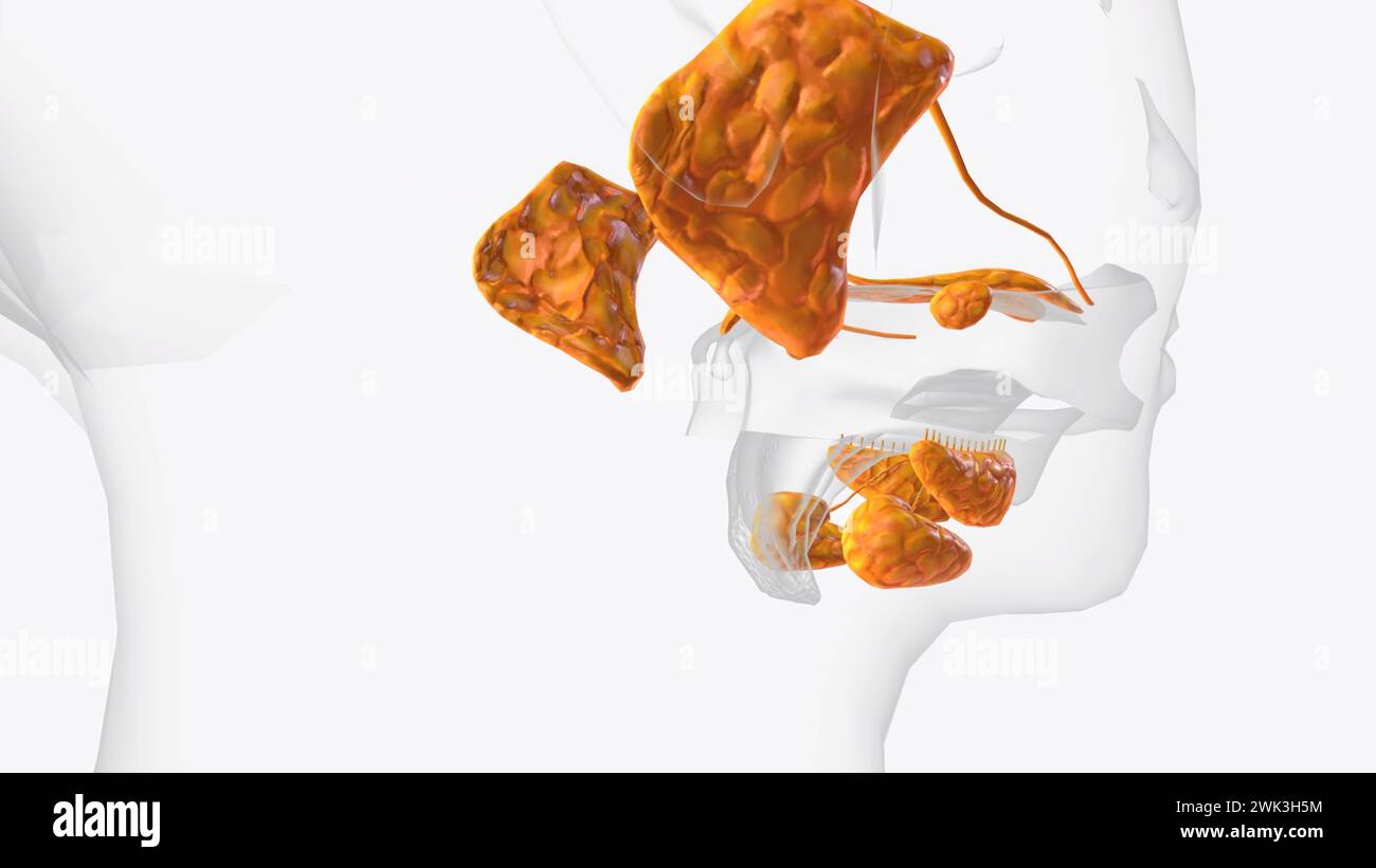 The salivary glands in many vertebrates including mammals are exocrine ...