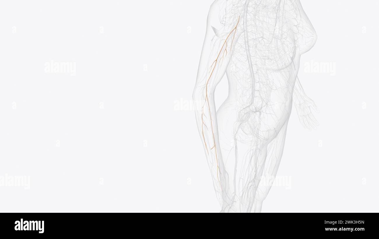 Pulse animation Cut Out Stock Images & Pictures - Alamy