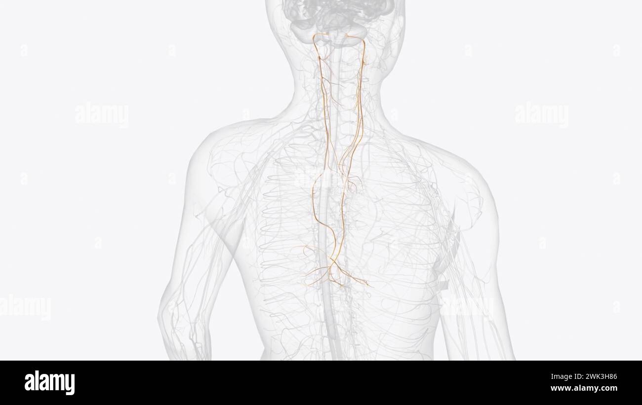 The vagus nerve (cranial nerve CN X) is the longest cranial nerve in ...