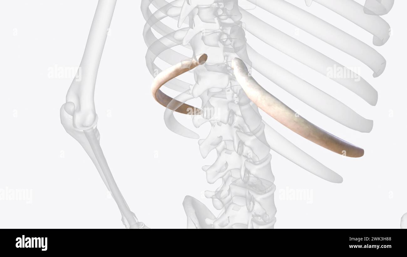 The 11th rib has a single facet on its head for articulation with the ...