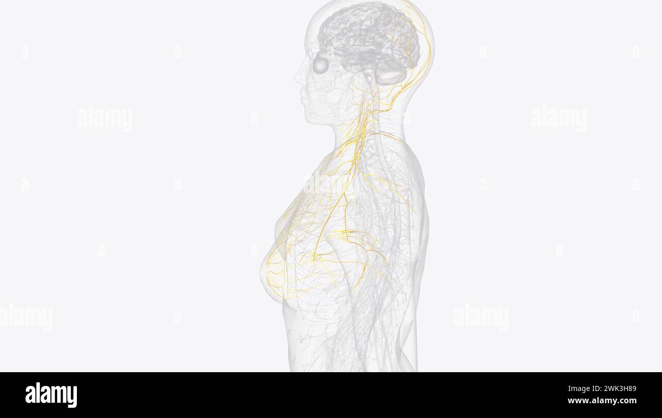 Cervical nerves hi-res stock photography and images - Alamy