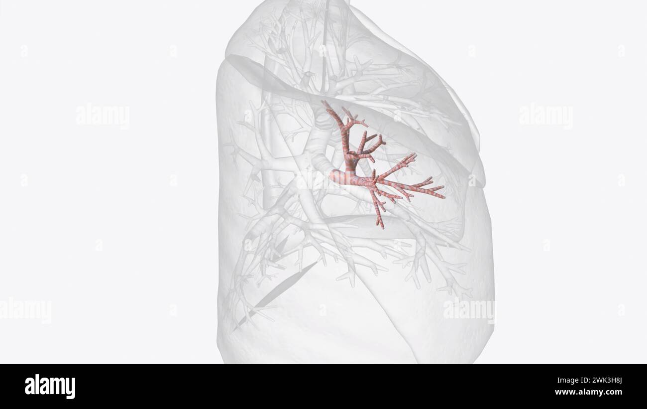 The Lateral Segment Is Best Represented On The Costal Surface Of The Lung While The Superficial