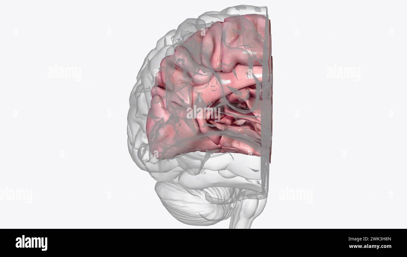 The brain's left half is primarily responsible for speech and abstract ...