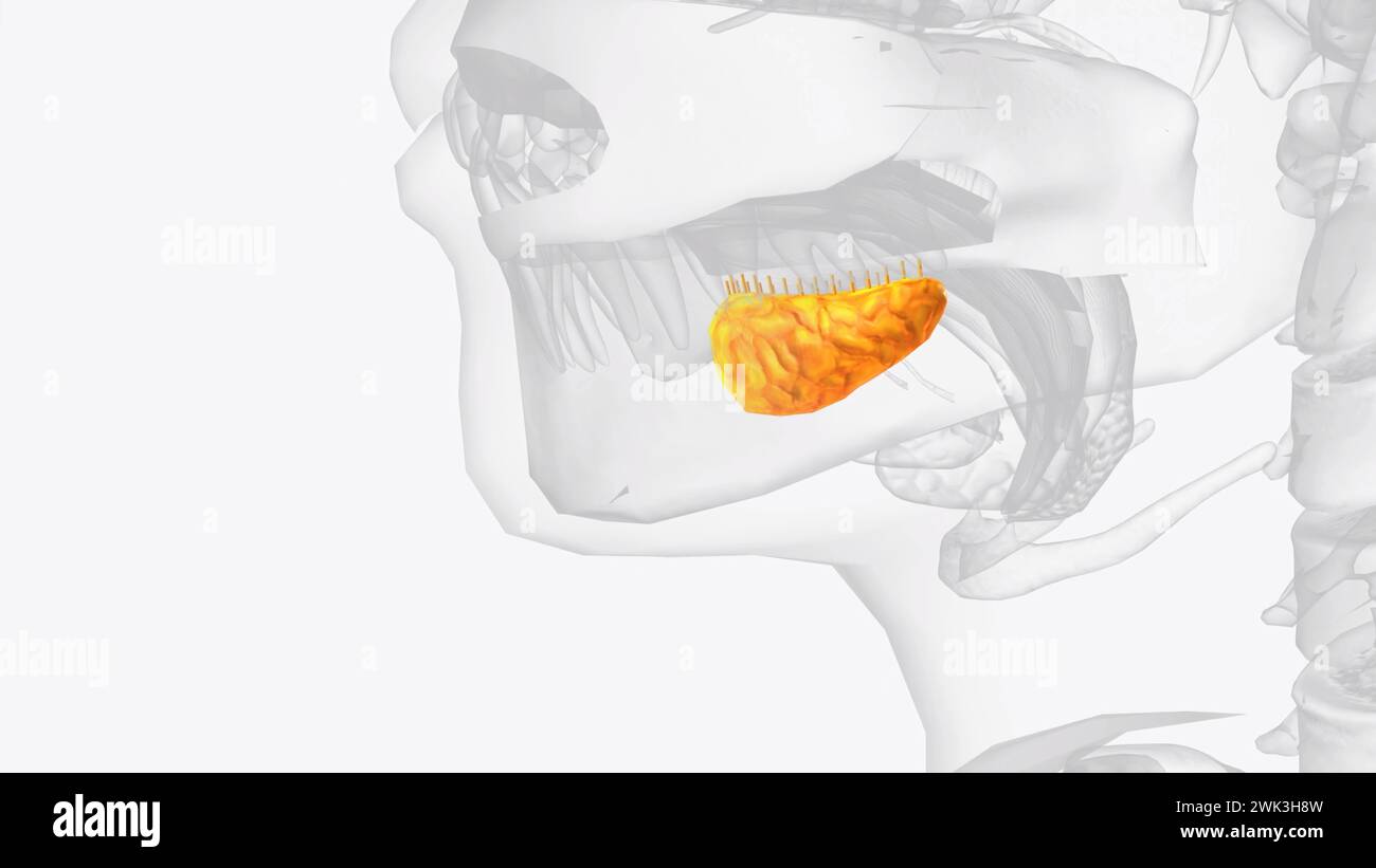 Sublingual glands hi-res stock photography and images - Alamy