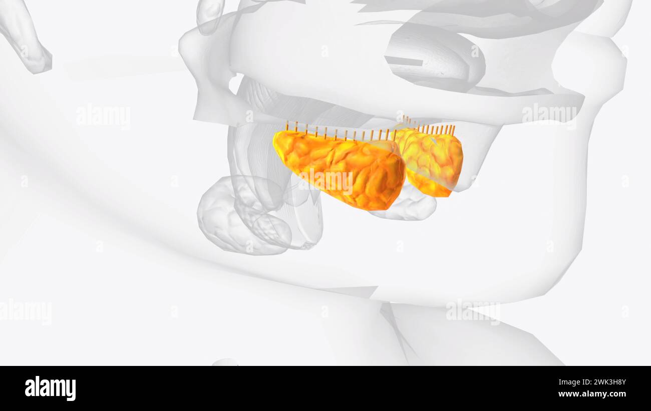 Sublingual glands hi-res stock photography and images - Alamy