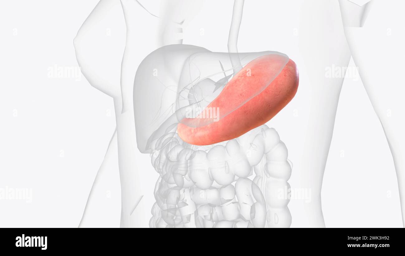 The stomach is a J-shaped organ that digests food 3d illustration Stock ...