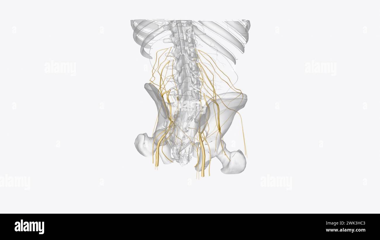 Nerves pelvis hi-res stock photography and images - Alamy