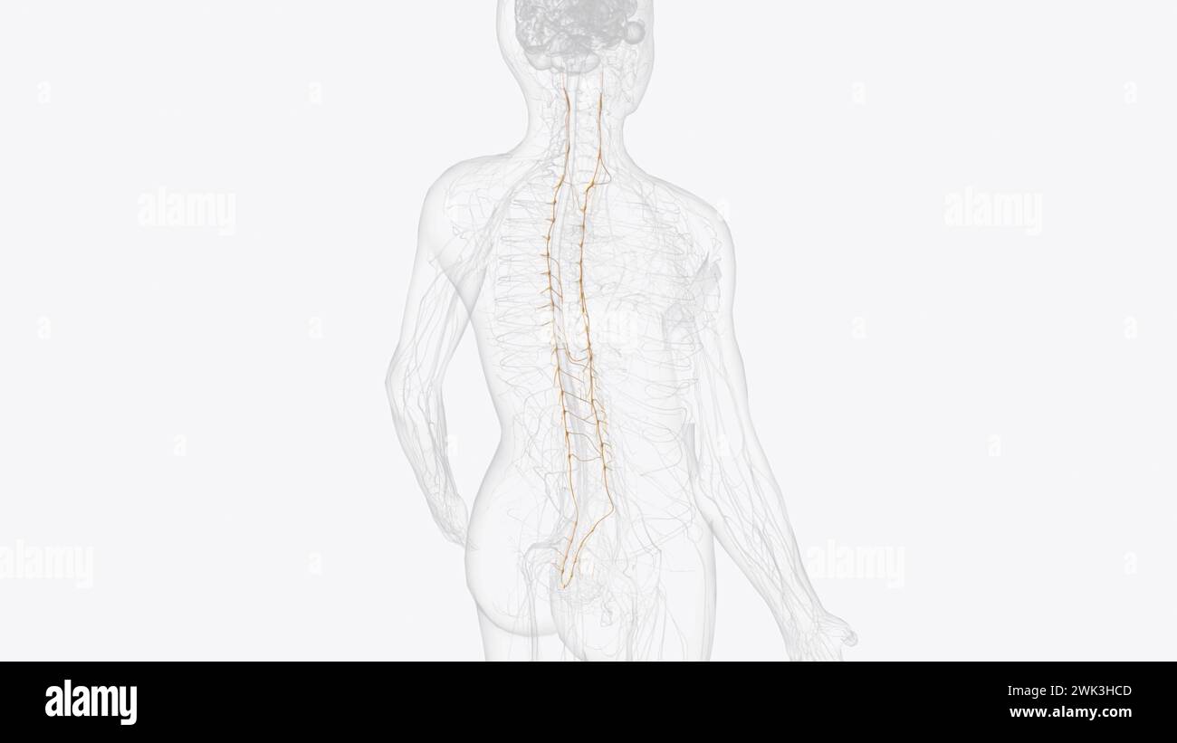 The sympathetic trunks are a paired bundle of nerve fibers that run ...