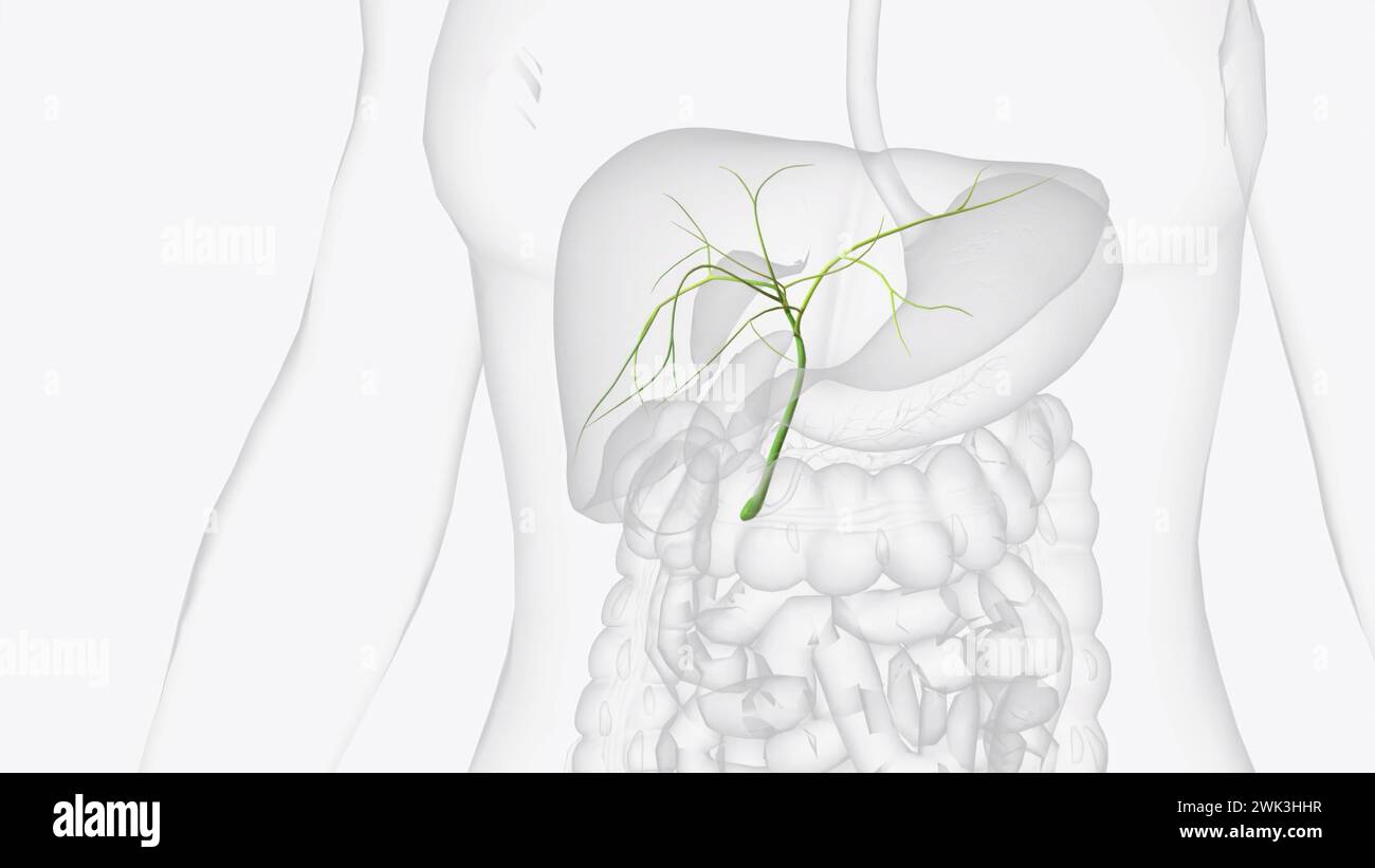 Bile ducts are tiny canals that connect some of the organs in your ...
