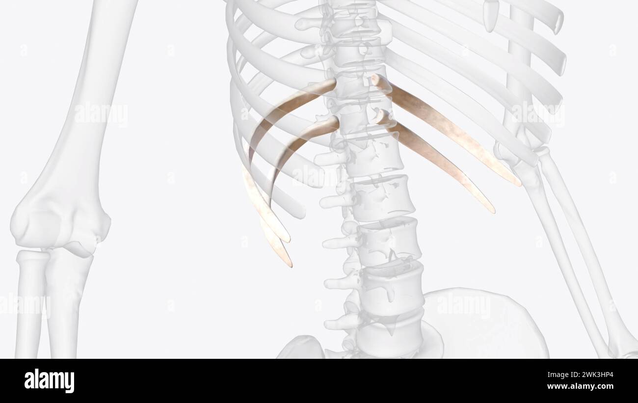 Vertebral ribs hi-res stock photography and images - Alamy