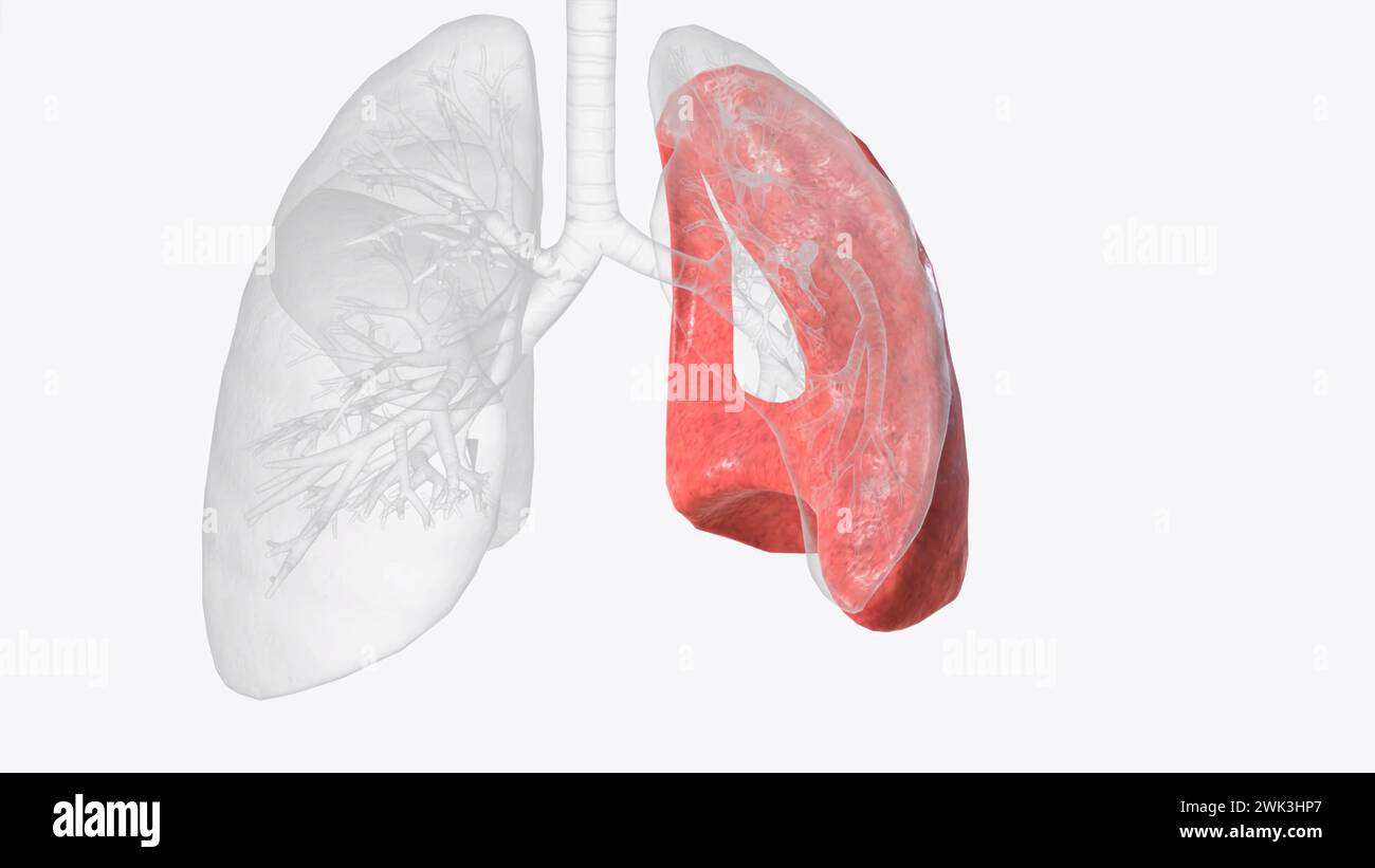 Inferior lobe hi-res stock photography and images - Alamy