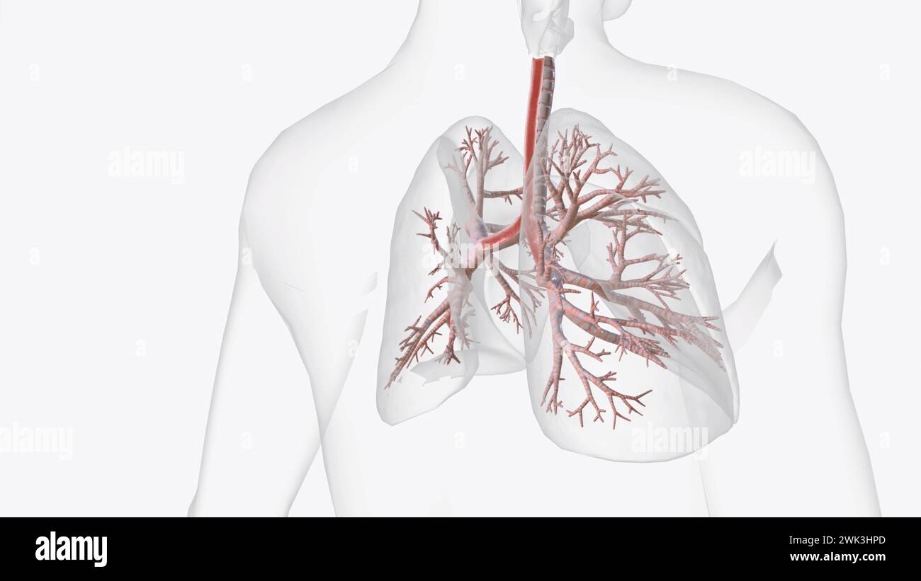 Alveoli structures hi-res stock photography and images - Alamy