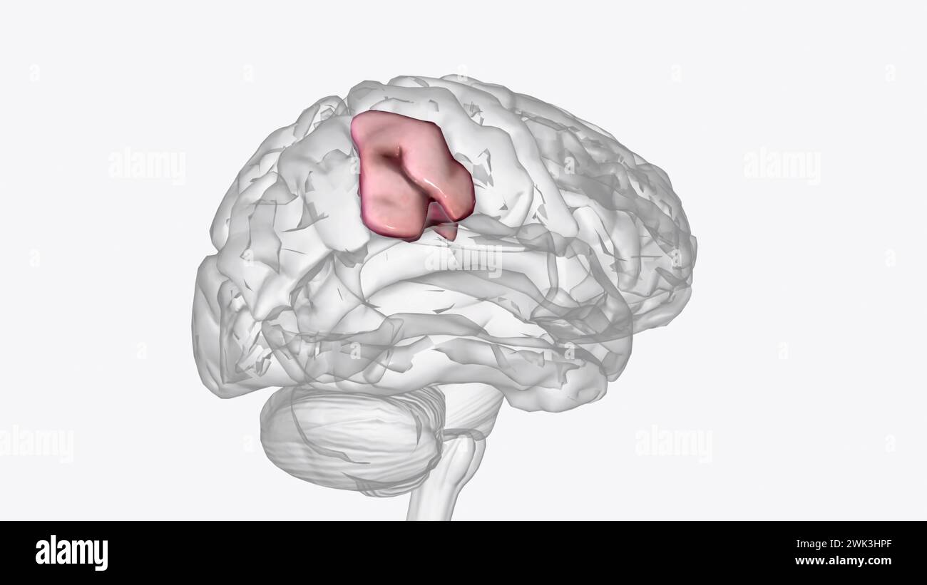 Brain supramarginal gyrus anatomy hi-res stock photography and images ...