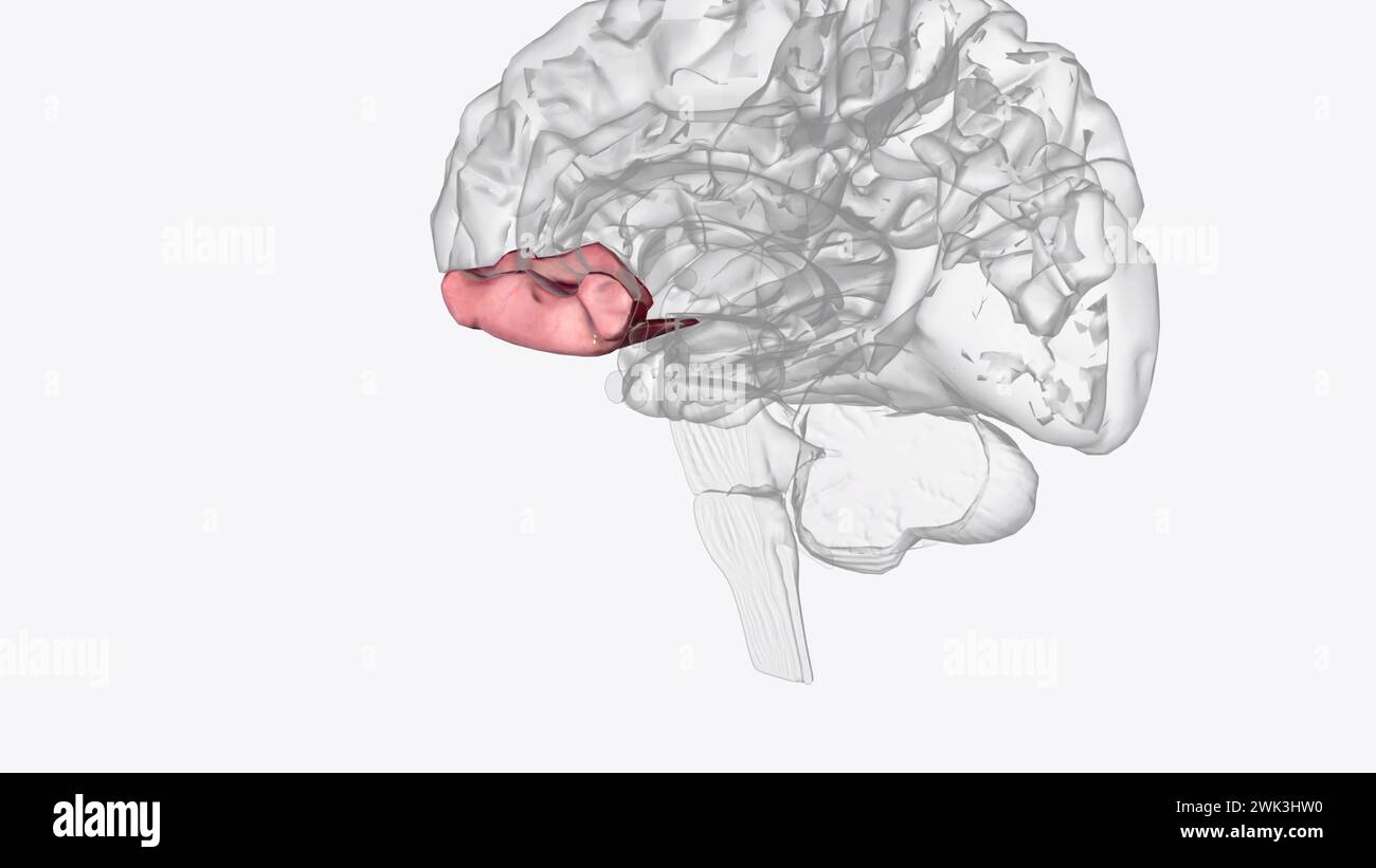 The orbital gyri are located on the inferior surface of the frontal ...