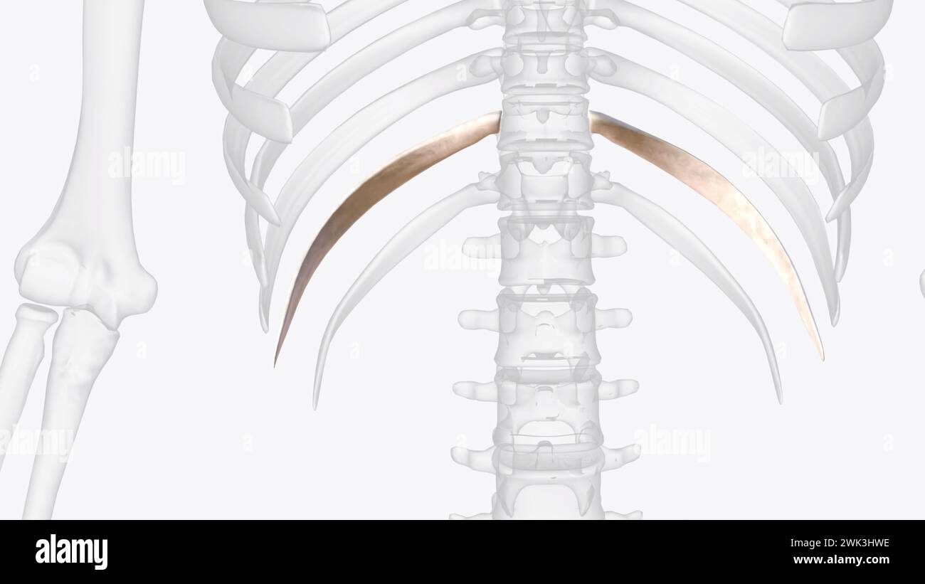 Facet joint hi-res stock photography and images - Alamy