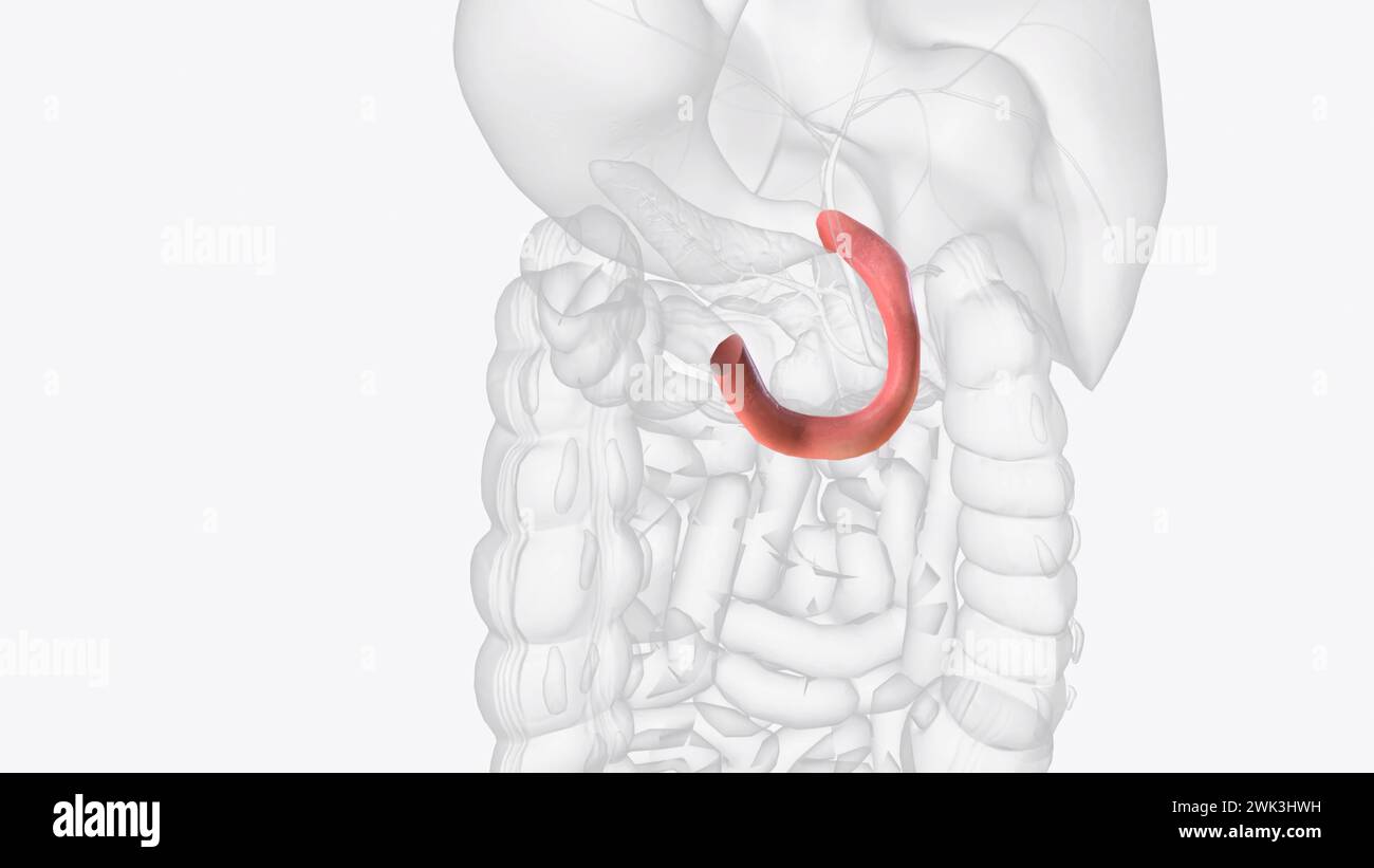 The duodenum is the initial C-shaped segment of the small intestine and ...