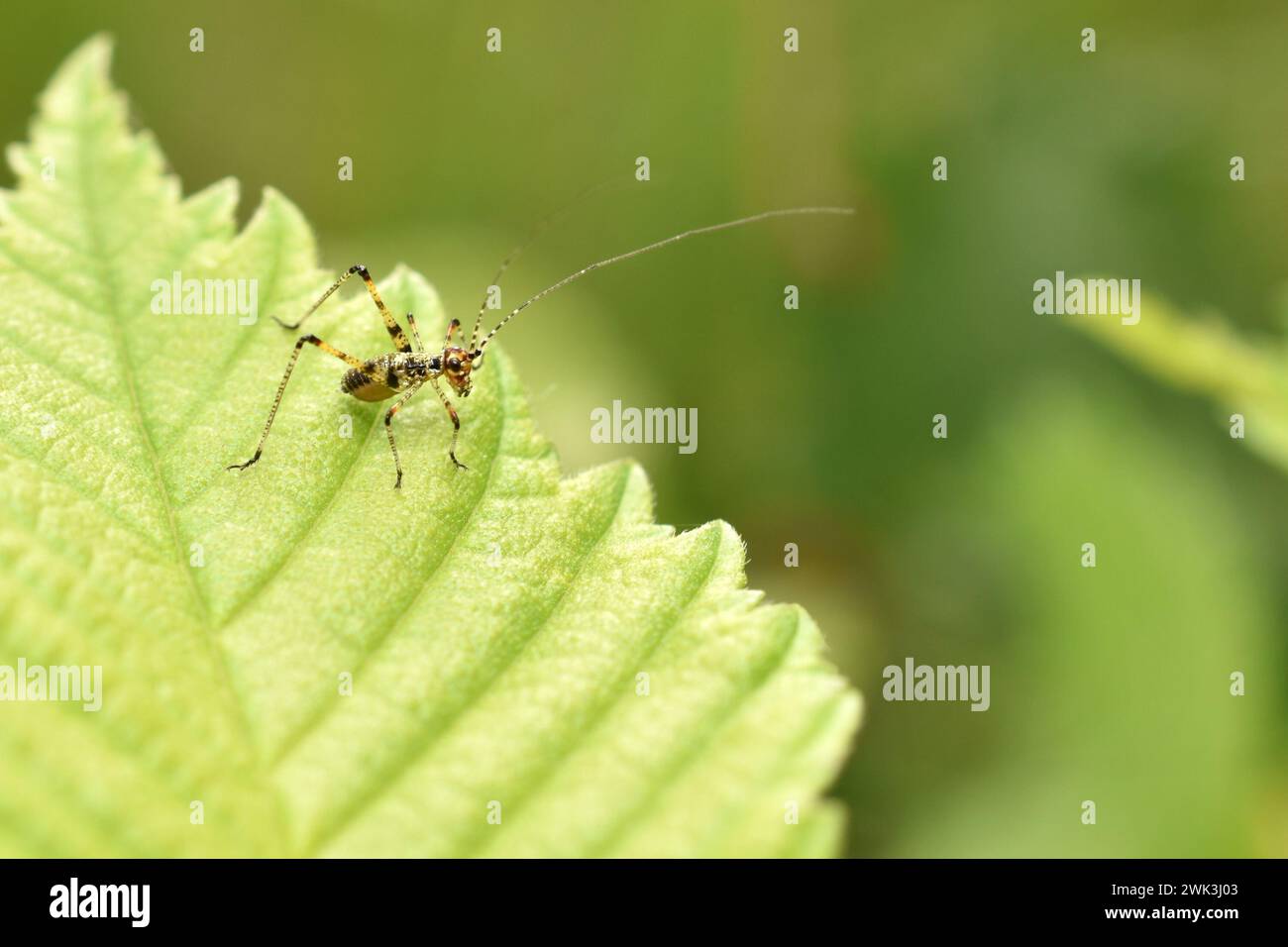 Leaf Katydid Nymph of the Subfamily Phaneropterinae. High quality photo ...