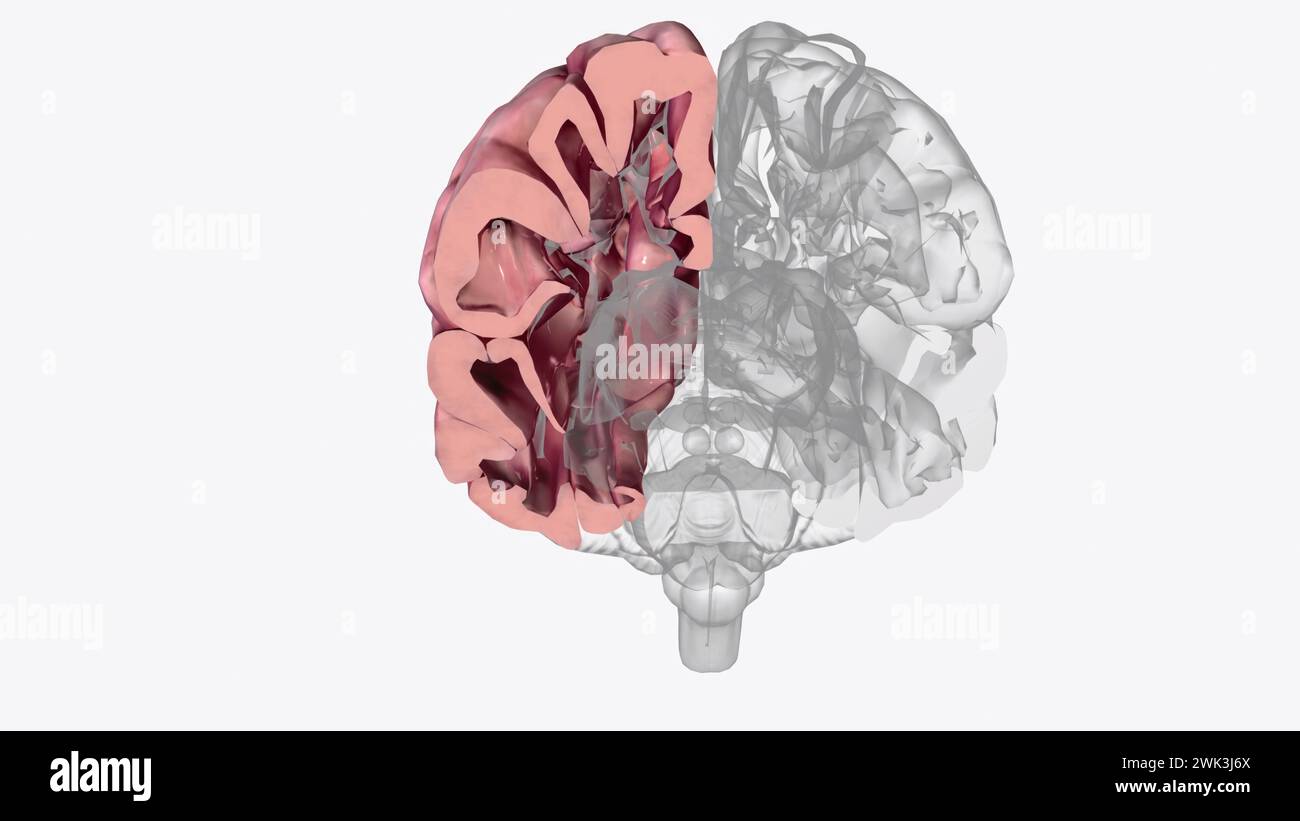 Brain Coronal Cross Section of Right cortex 3d illustration Stock Photo ...