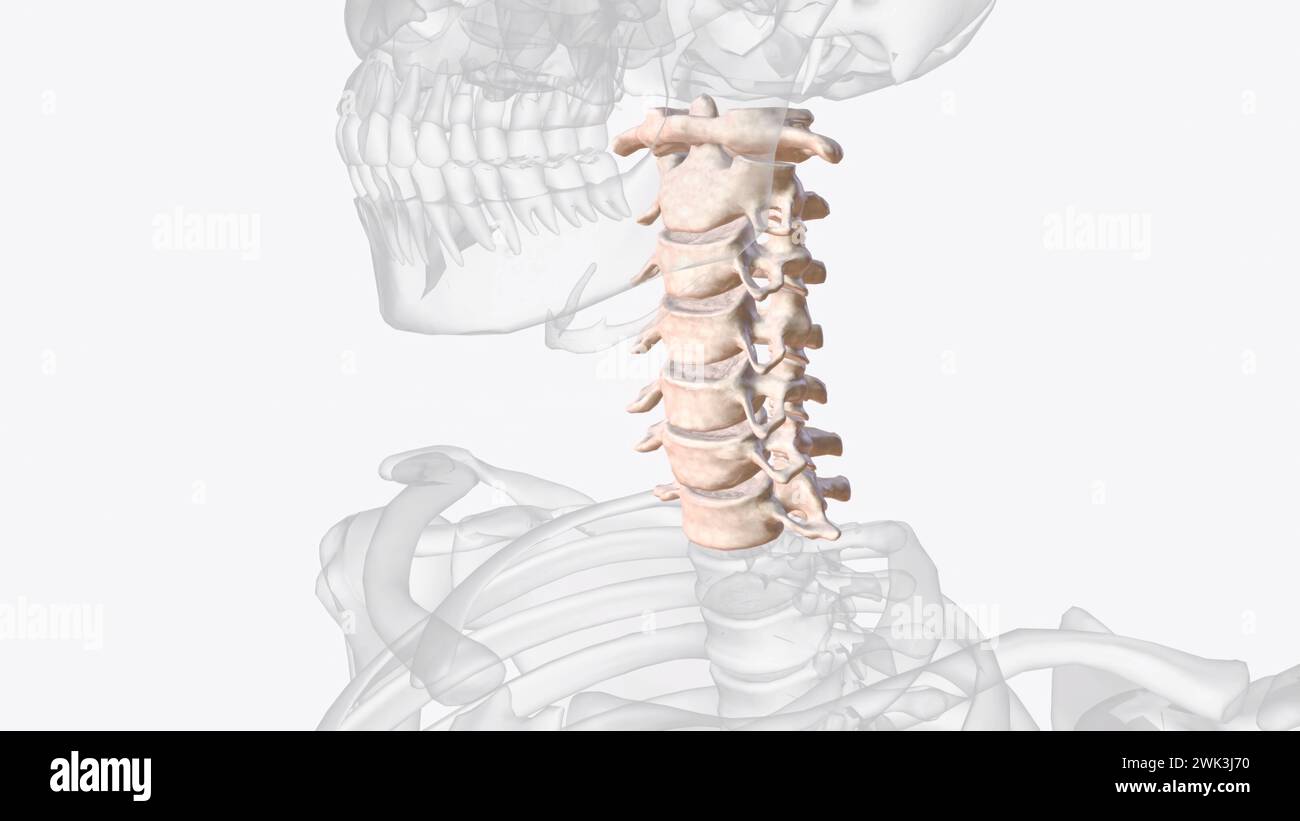 Cervical vertebrae c7 hi-res stock photography and images - Alamy