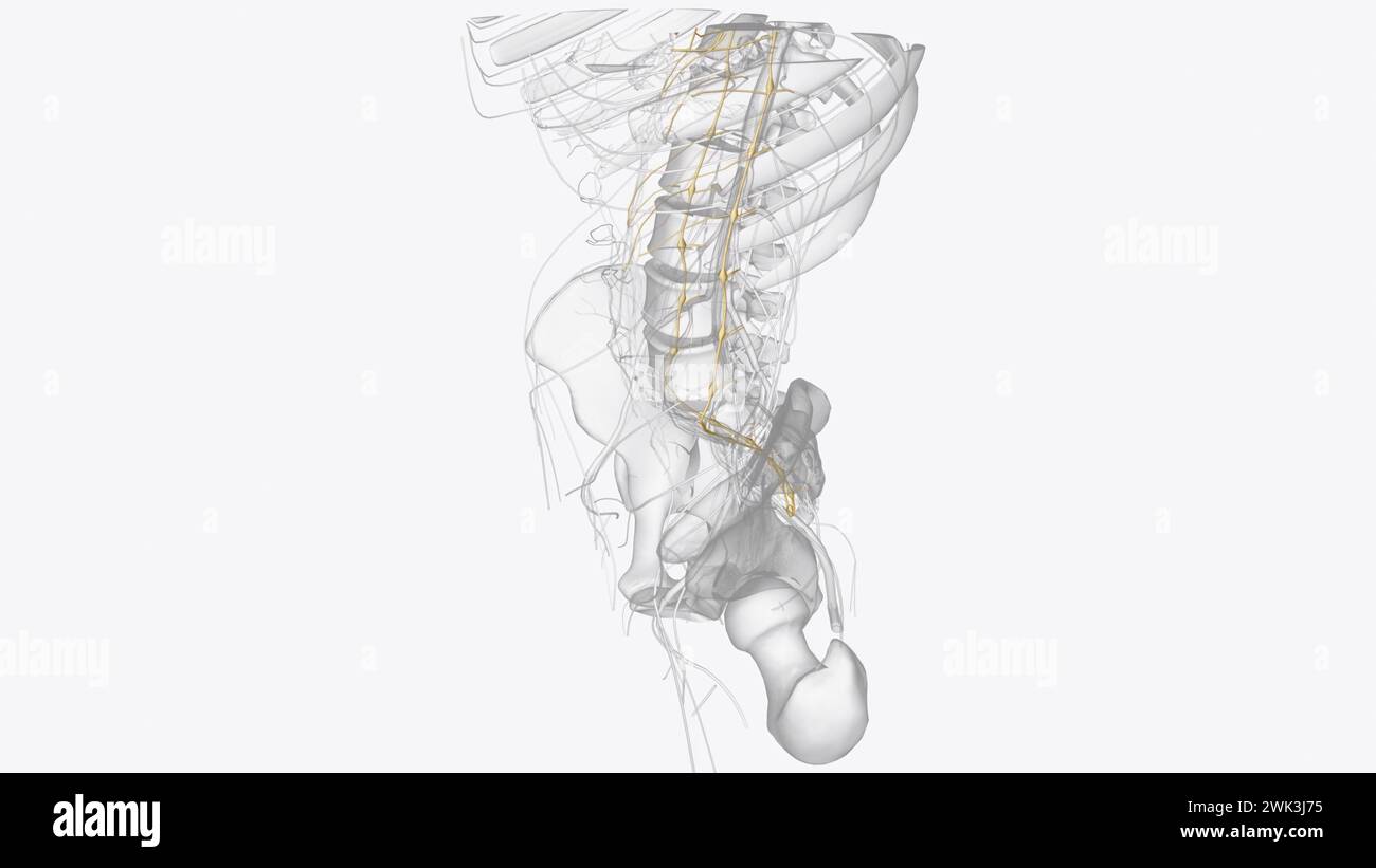 The sympathetic trunks are a paired bundle of nerve fibers that run ...